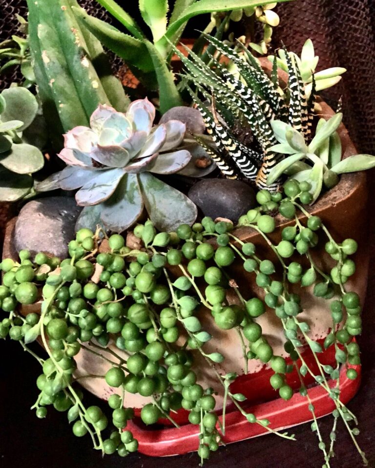 İnci Tanesi Çiçeği Nasıl Çoğaltılır? - Mimuu.com